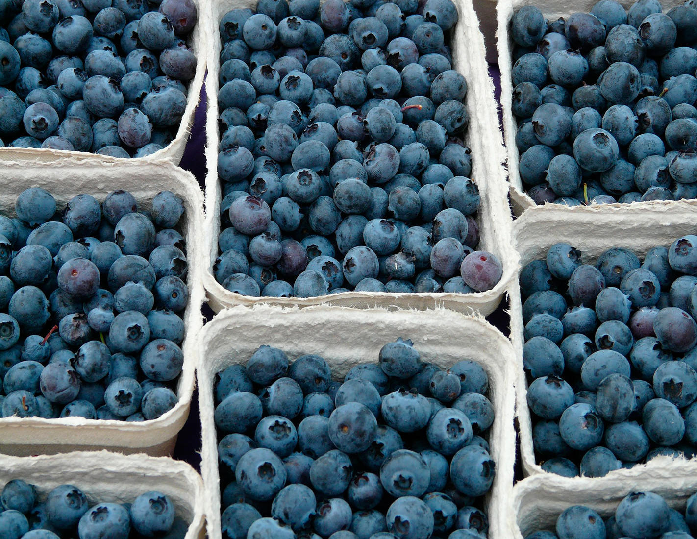 Arándanos Frescos 8kg